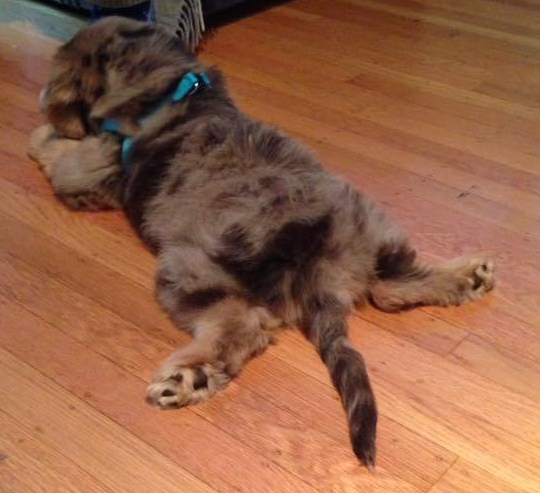 Pudgy Aussiedoodle Puppy Laying on Stomach